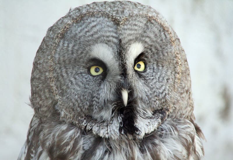 96,890 Buho Fotos de stock - Fotos libres de regalías de Dreamstime