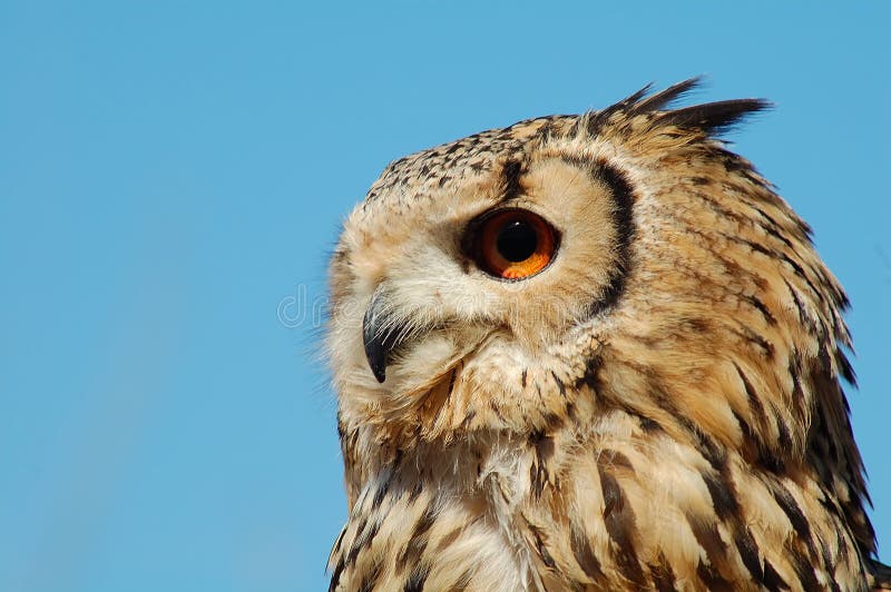 1,292 Buho En Perfil Fotos de stock - Fotos libres de regalías de ...
