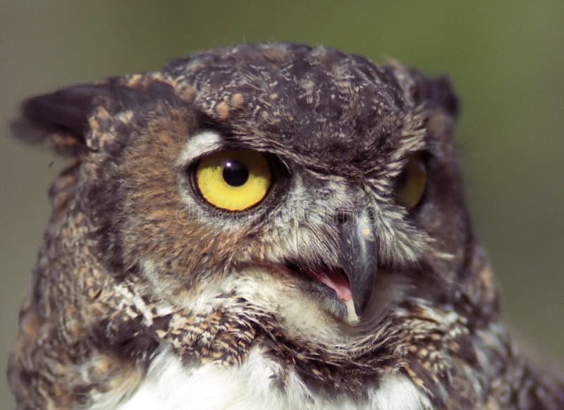 Ojo del buho imagen de archivo. Imagen de animal, everglades - 19273675