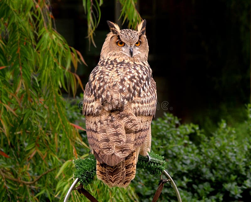 Buho En Una Depresión Del árbol Foto de archivo - Imagen de aviar ...