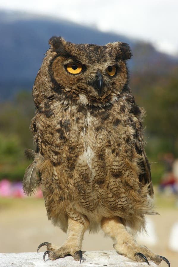 Buho de los Andes foto de archivo. Imagen de cazador - 13536294