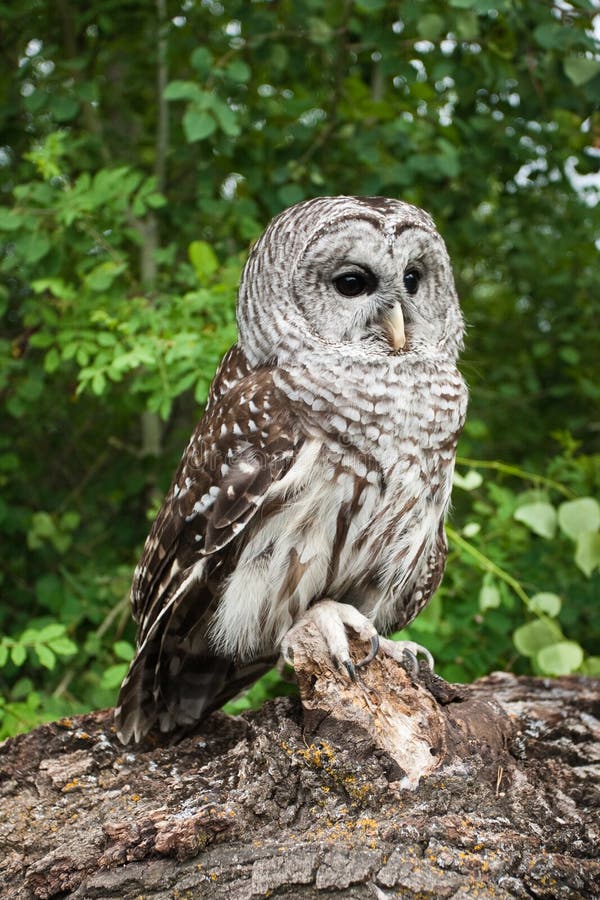 Buho barrado imagen de archivo. Imagen de pico, criatura - 14800633