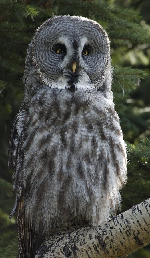 Buho barrado foto de archivo. Imagen de bosque, fauna - 1669154