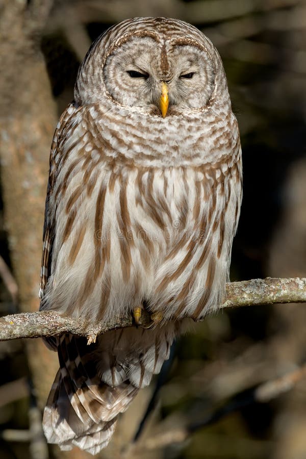 Buho barrado foto de archivo. Imagen de buho, norte, cerrado - 46336226