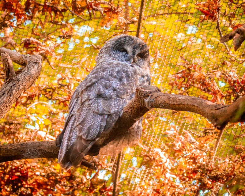 Buho barrado imagen de archivo. Imagen de estados, animales - 61102405