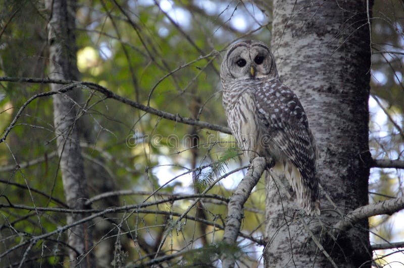 Buho barrado foto de archivo. Imagen de presa, barrado - 63194992
