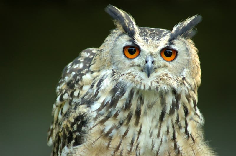 Buho bengalí. foto de archivo. Imagen de capturado, resorte - 222878