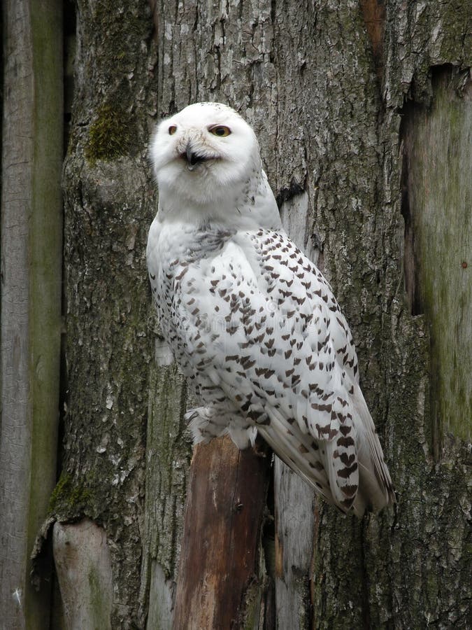 Buho blanco foto de archivo. Imagen de cola, tundra, siéntese - 14535390