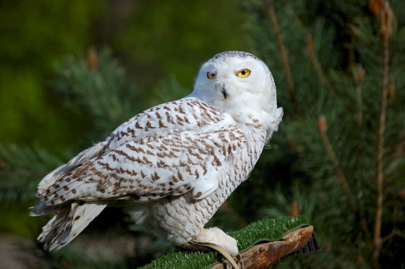 Buho blanco foto de archivo. Imagen de blanco, buho, verde - 2348396