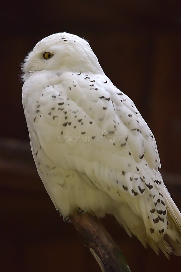 Buho Blanco Y Negro Fotos De Stock - Download 4,701 Fotos Libres de ...
