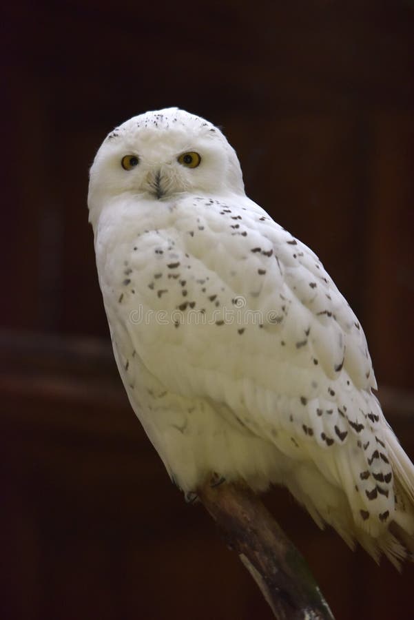 Buho Blanco Y Negro Fotos De Stock - Descarga 5,216 Fotos Libres de ...