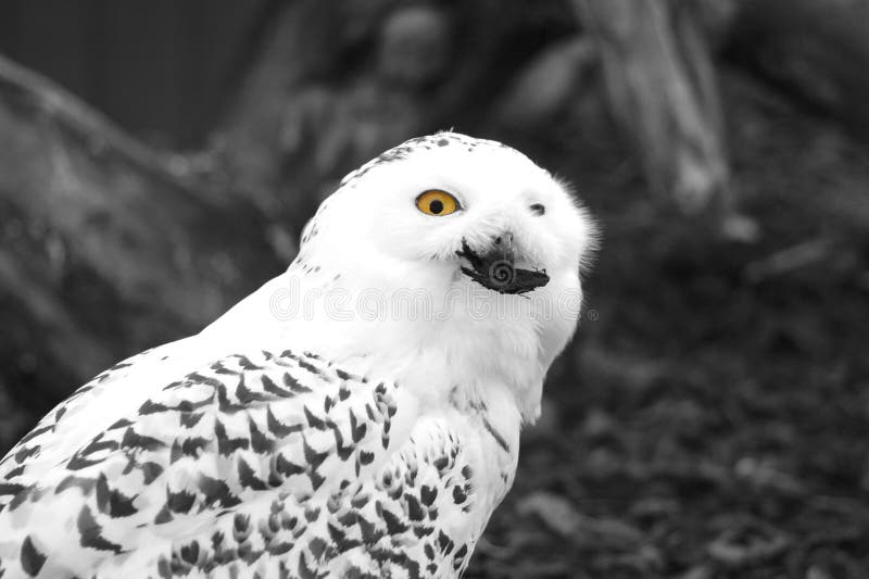 Buho blanco foto de archivo. Imagen de animal, cara, buho - 671712