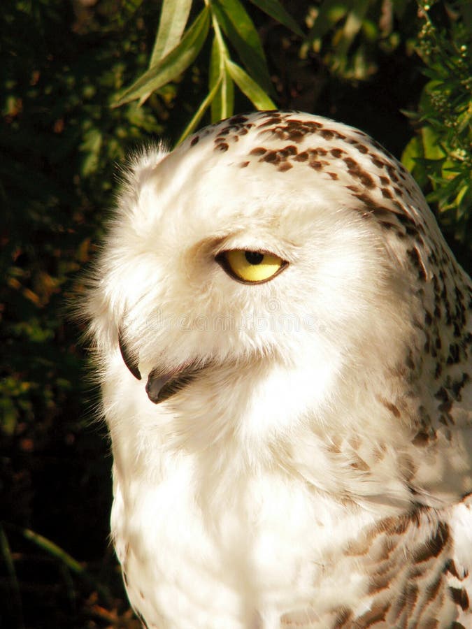 Buho blanco imagen de archivo. Imagen de frente, garra - 9172695