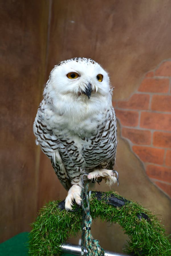 Buho blanco imagen de archivo. Imagen de longitud, retrato - 91949441