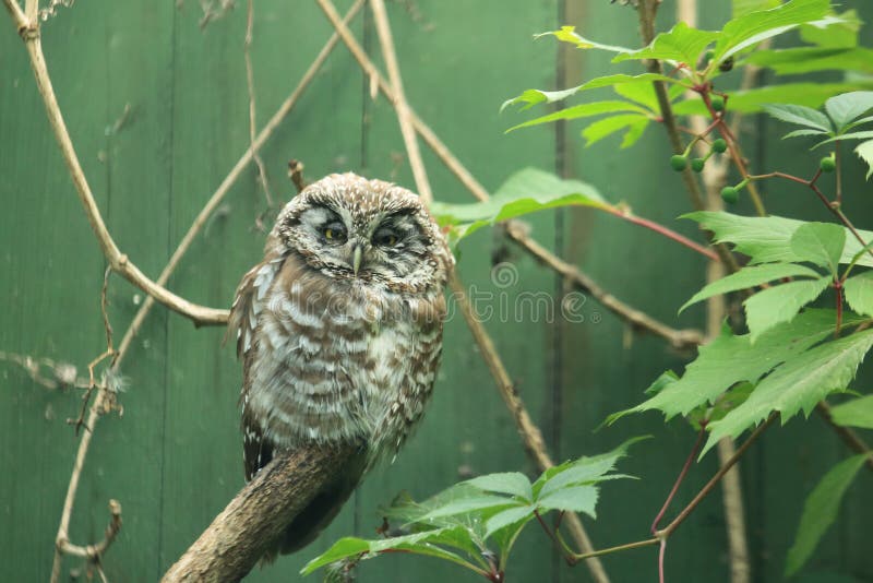 Buho boreal imagen de archivo. Imagen de entierro, cubo - 22828471
