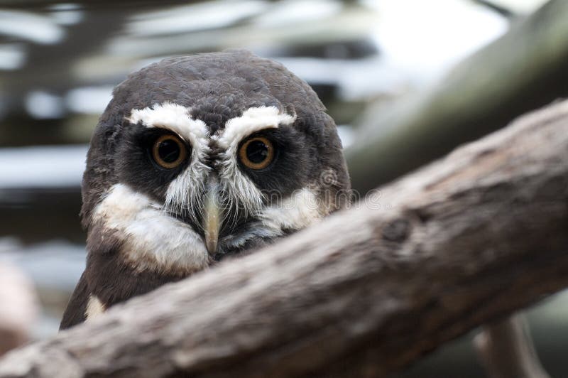 Buho de los Andes foto de archivo. Imagen de andes, buho - 13536294