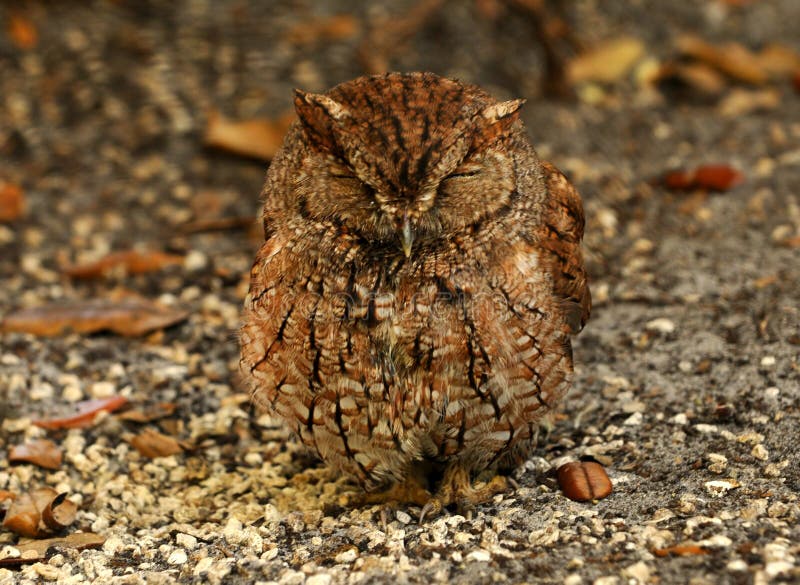 Buho de chillido imagen de archivo. Imagen de tierra - 13304623