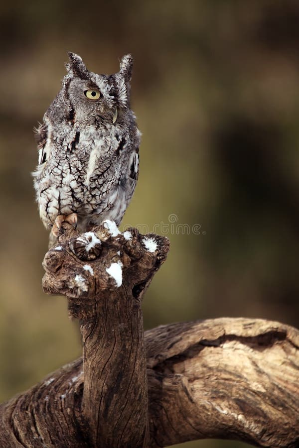 Buho de chillido imagen de archivo. Imagen de oriente - 13967013