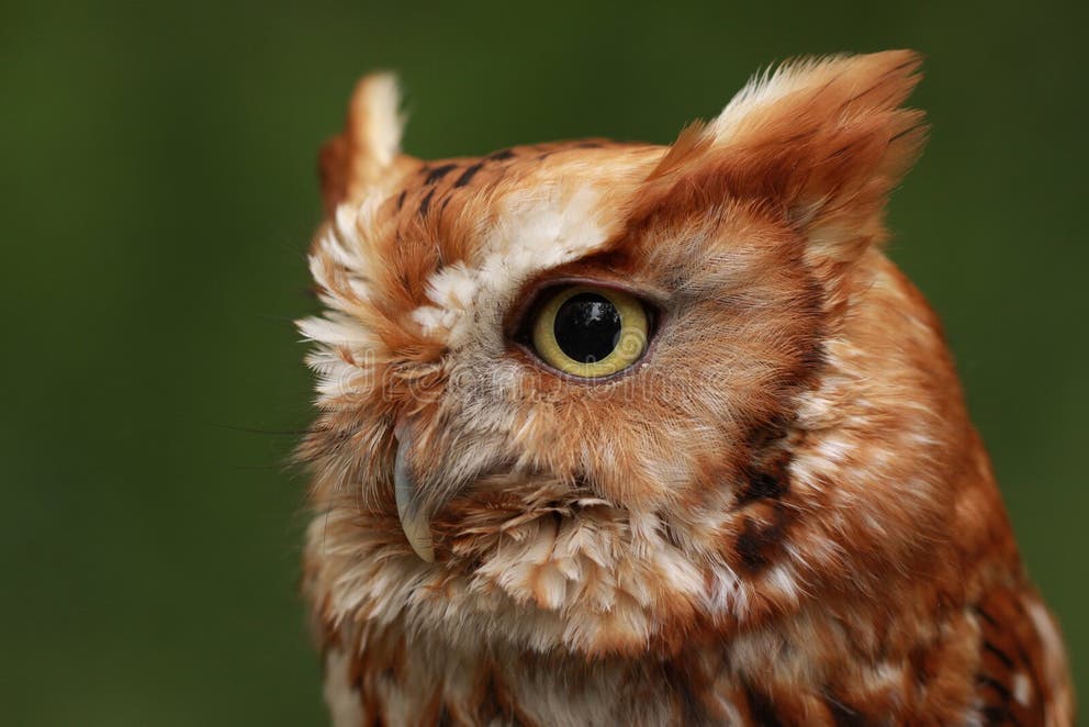 Buho de chillido foto de archivo. Imagen de sabio, animal - 24085016