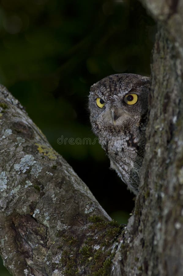 Buho De Chillido Occidental Foto de archivo - Imagen de animal, buhos ...