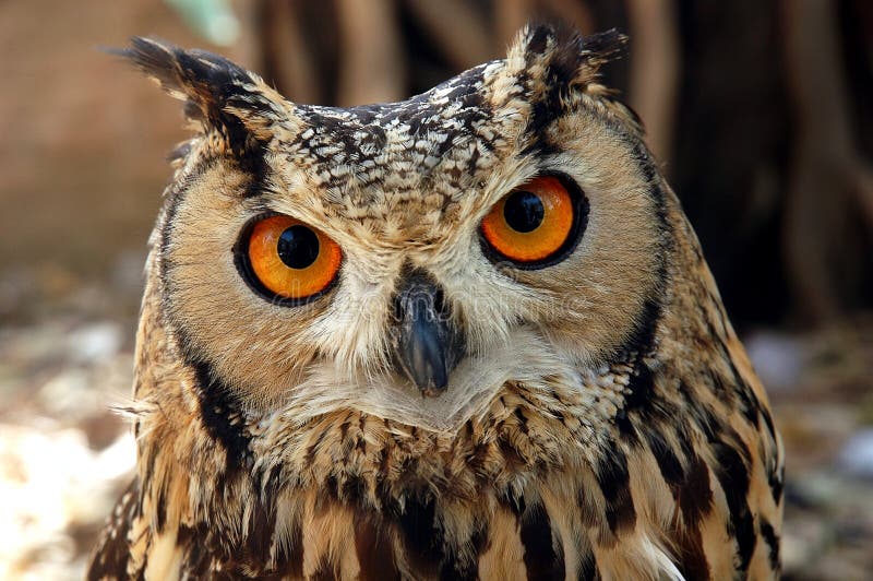 Gran Buho De Cuernos Raro Divertido Lindo Imagen de archivo - Imagen de ...