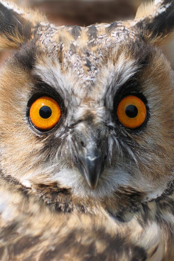 Buho De Cuernos (otus Del Asio) Imagen de archivo - Imagen de sabio ...