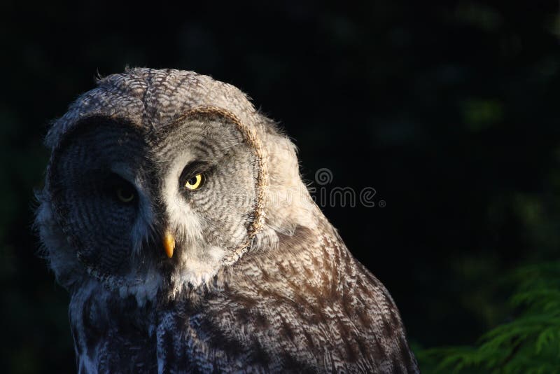 Buho de gran gris foto de archivo. Imagen de grande, cazador - 20317040