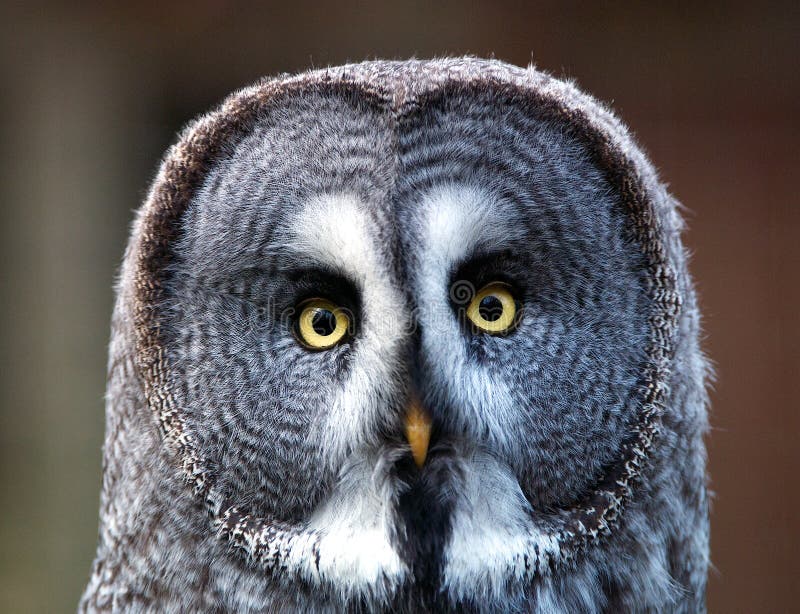 Buho de gran gris foto de archivo. Imagen de grande, cazador - 20317040
