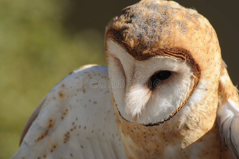 1,292 Buho En Perfil Fotos de stock - Fotos libres de regalías de ...