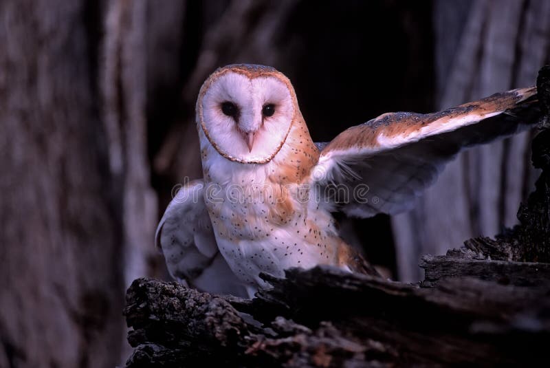 Buho del Pájaro-Granero foto de archivo. Imagen de animal - 6028456