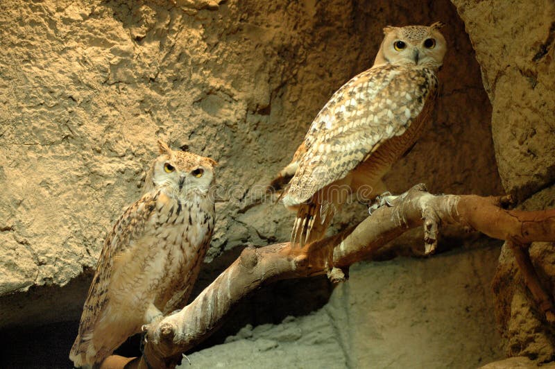 Búho en Kuwait imagen de archivo. Imagen de fauna, enganchado - 3340301