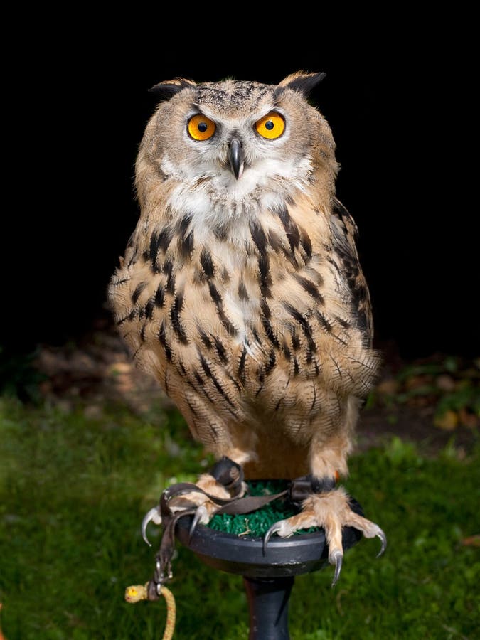 Búho en la percha imagen de archivo. Imagen de ceja, listo - 9807149