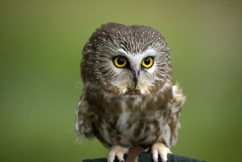 Buho Enano Imagen de archivo - Imagen: 6765051