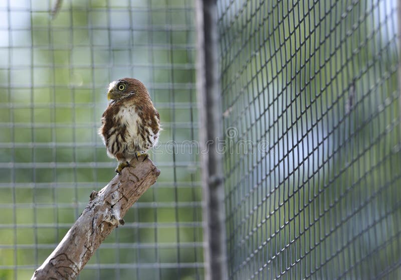 Buho enano ferruginoso foto de archivo. Imagen de salvaje - 20675450