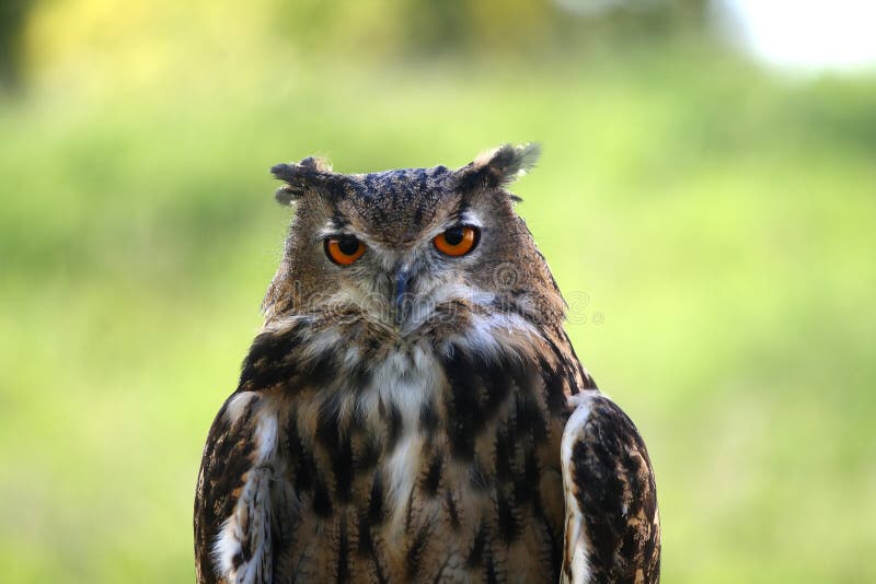 Buho Rojo Fotos De Stock - Descarga 4,300 Fotos Libres de Derechos