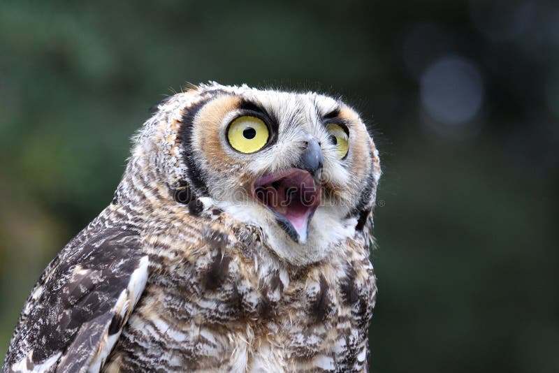 Perfil del buho foto de archivo. Imagen de cubo, fauna - 462724