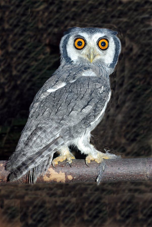 Buho blanco imagen de archivo. Imagen de frente, jaula - 161099