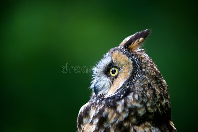 Buho Long-eared en perfil foto de archivo. Imagen de plumaje - 15624724