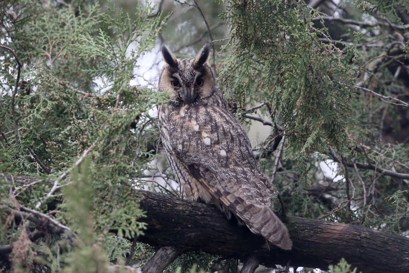 Buho Long-eared, Otus Del Asio Imagen de archivo - Imagen de cortina ...