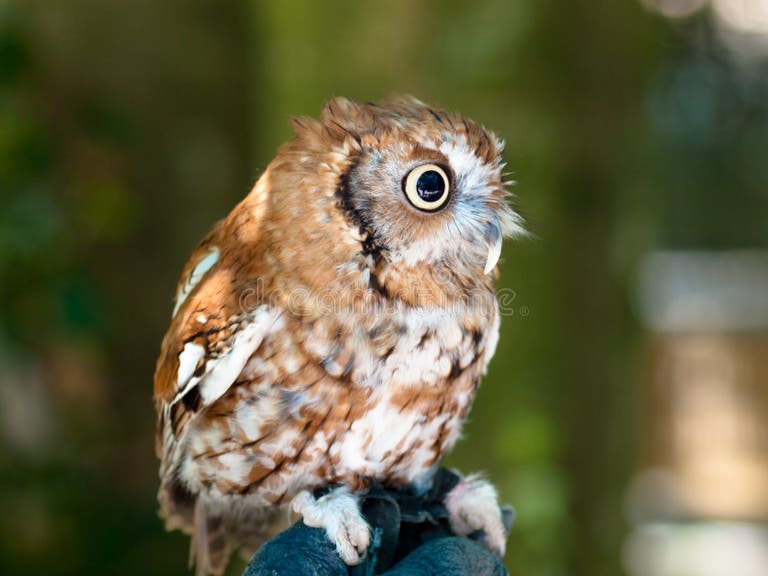 Buho manchado foto de archivo. Imagen de sostenido, vertebrado - 11264106