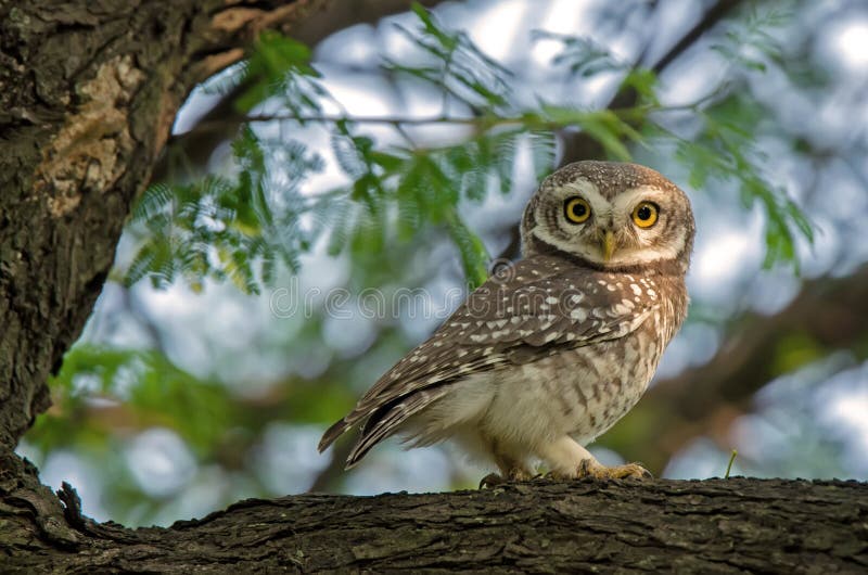 Buho boreal imagen de archivo. Imagen de entierro, cubo - 22828471