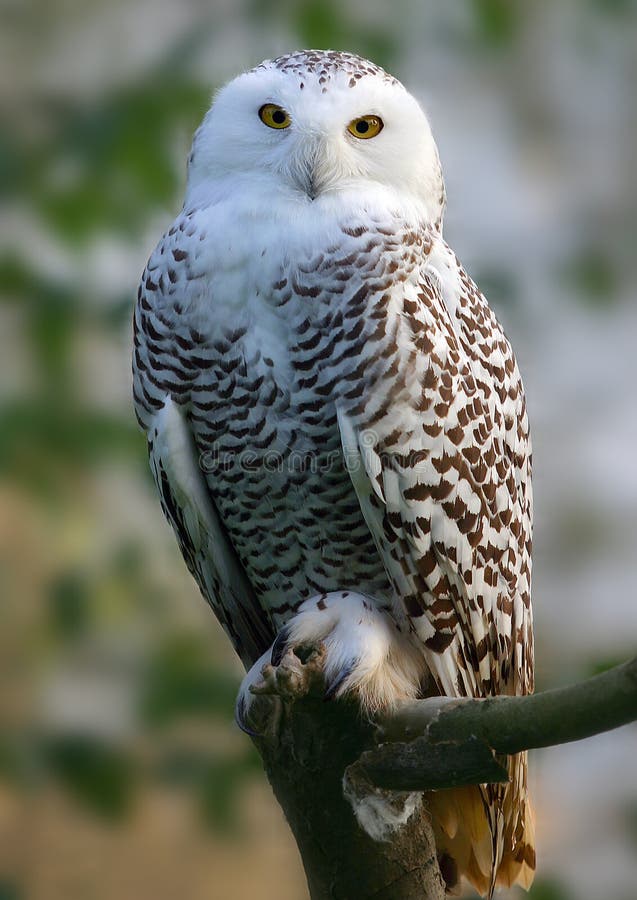 Buho Nevado imagen de archivo. Imagen de cazador, presa - 11287719