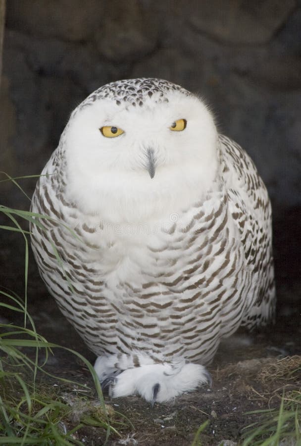 Buho Nevado foto de archivo. Imagen de aviario, grande - 11471386