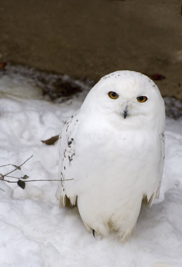 Buho Nevado foto de archivo. Imagen de nieve, blanco - 12751704
