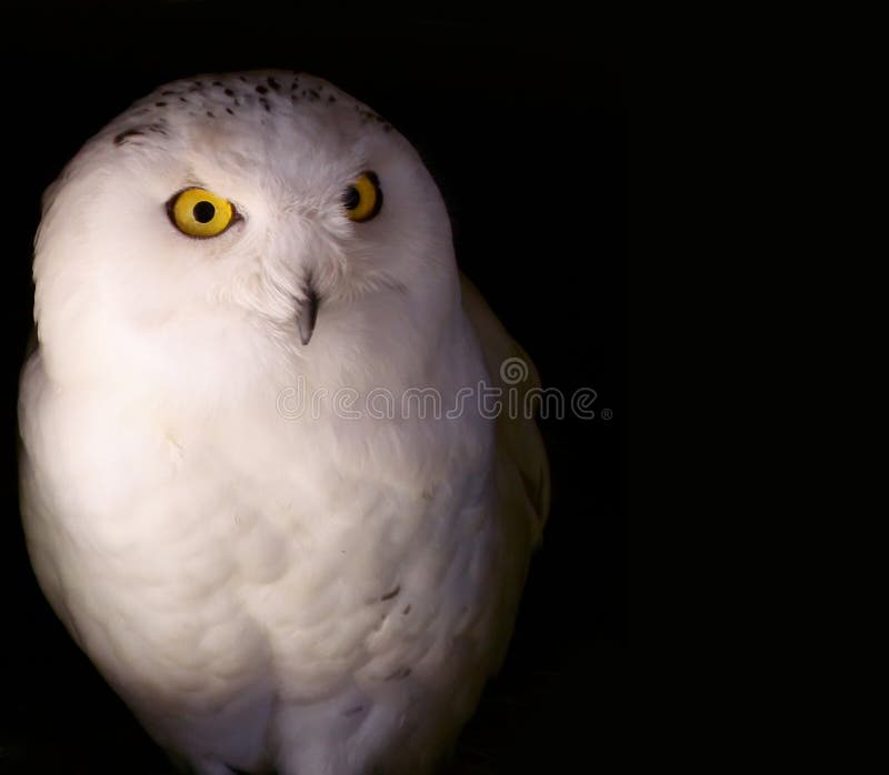 Buho blanco 2 Nevado foto de archivo. Imagen de blanco - 2323094