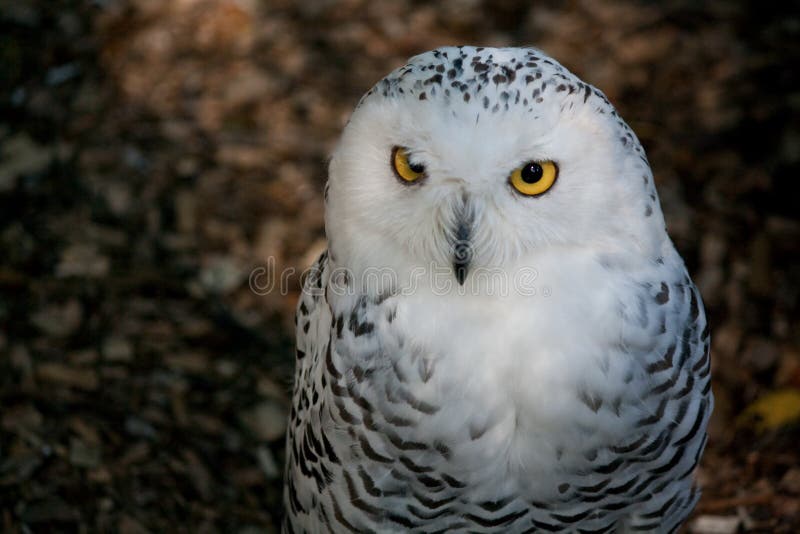 Buho Nevado imagen de archivo. Imagen de pista, lengüeta - 14411361