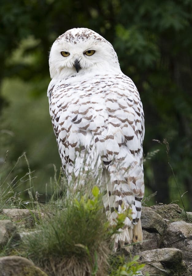Buho Nevado foto de archivo. Imagen de plumas, blanco - 2797760