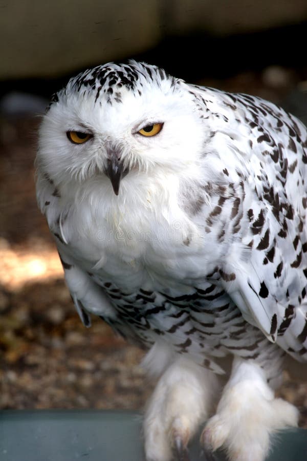 Buho Nevado imagen de archivo. Imagen de amplio, mirando - 10090723
