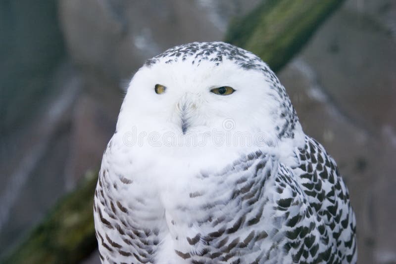 Buho Nevado foto de archivo. Imagen de cerrojo, inteligencia - 4407400