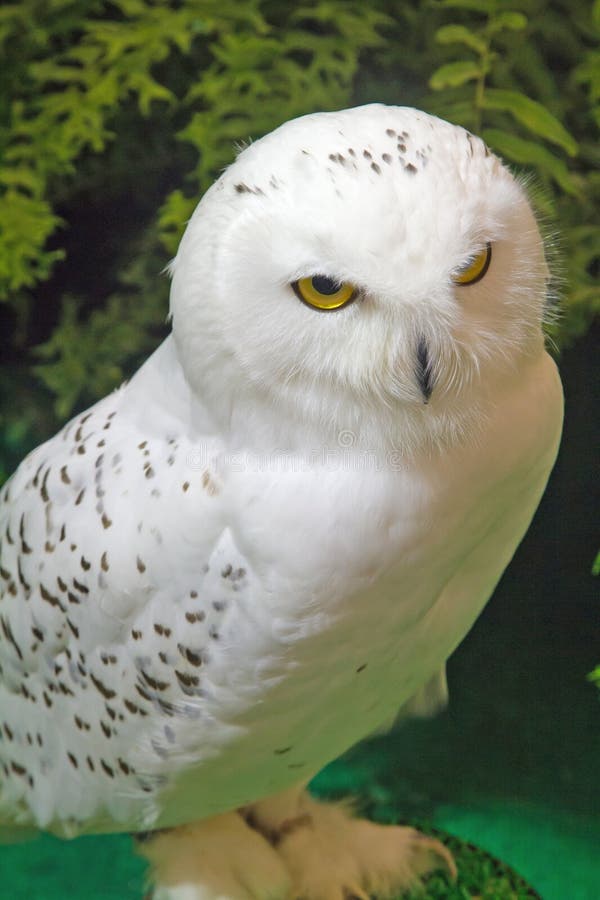 Buho Nevado imagen de archivo. Imagen de buho, festival - 45007389